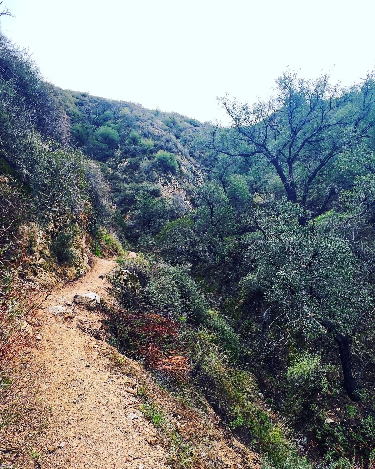 Ken Burton Loop narrow but fun trail to ride.