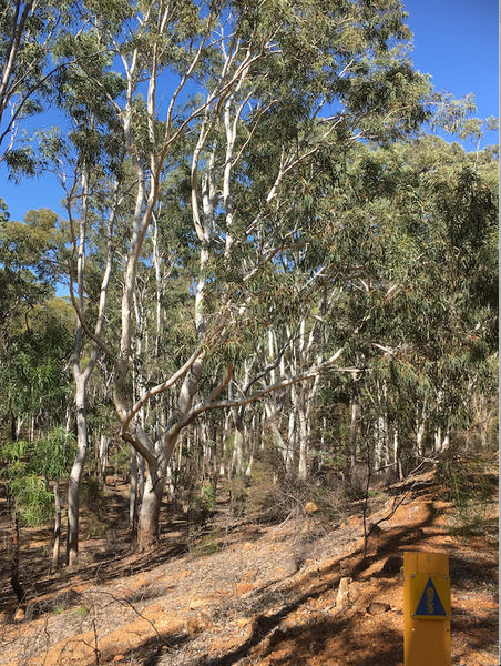Stand of bullich trees along the Munda Biddi between Dandalup and ...