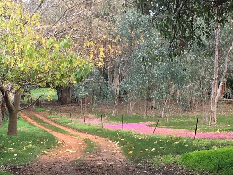 Munda Biddi Trail - the start of the orchards when riding into ...