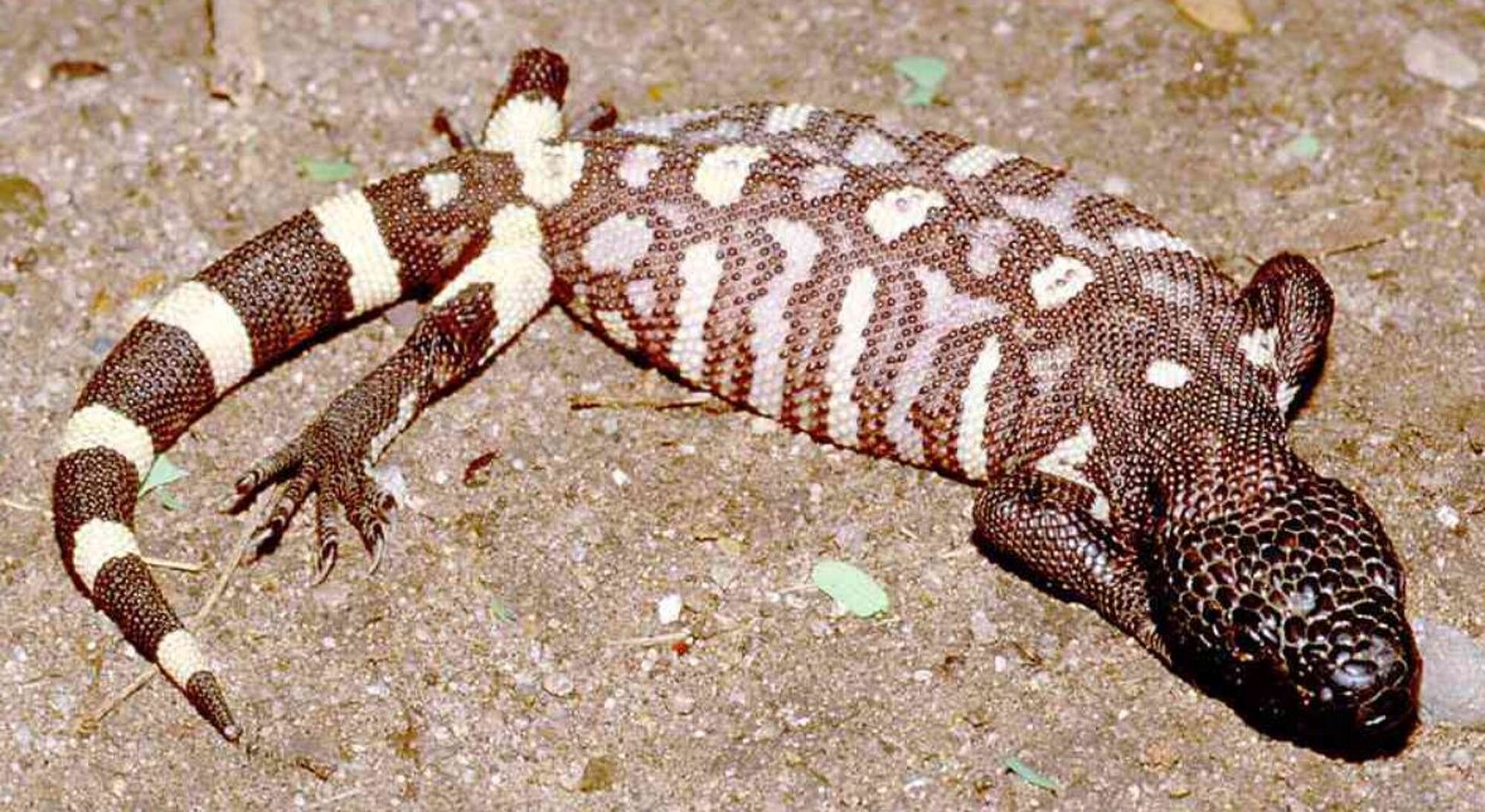 The venomous Mexican beaded lizard/Escorpión. Not a Scorpion, they are ...