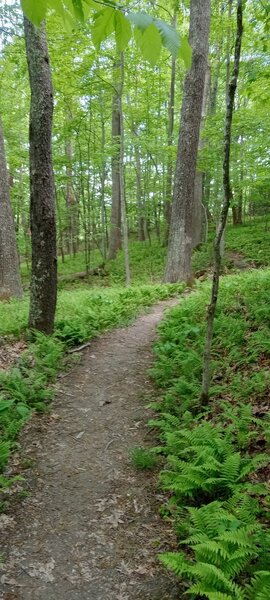 More Ship Rock trail singletrack, before a lot of rocks.