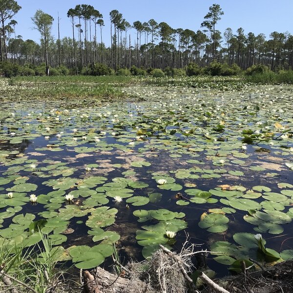 Triangle Loop Road Mountain Bike Trail, Cross City, Florida