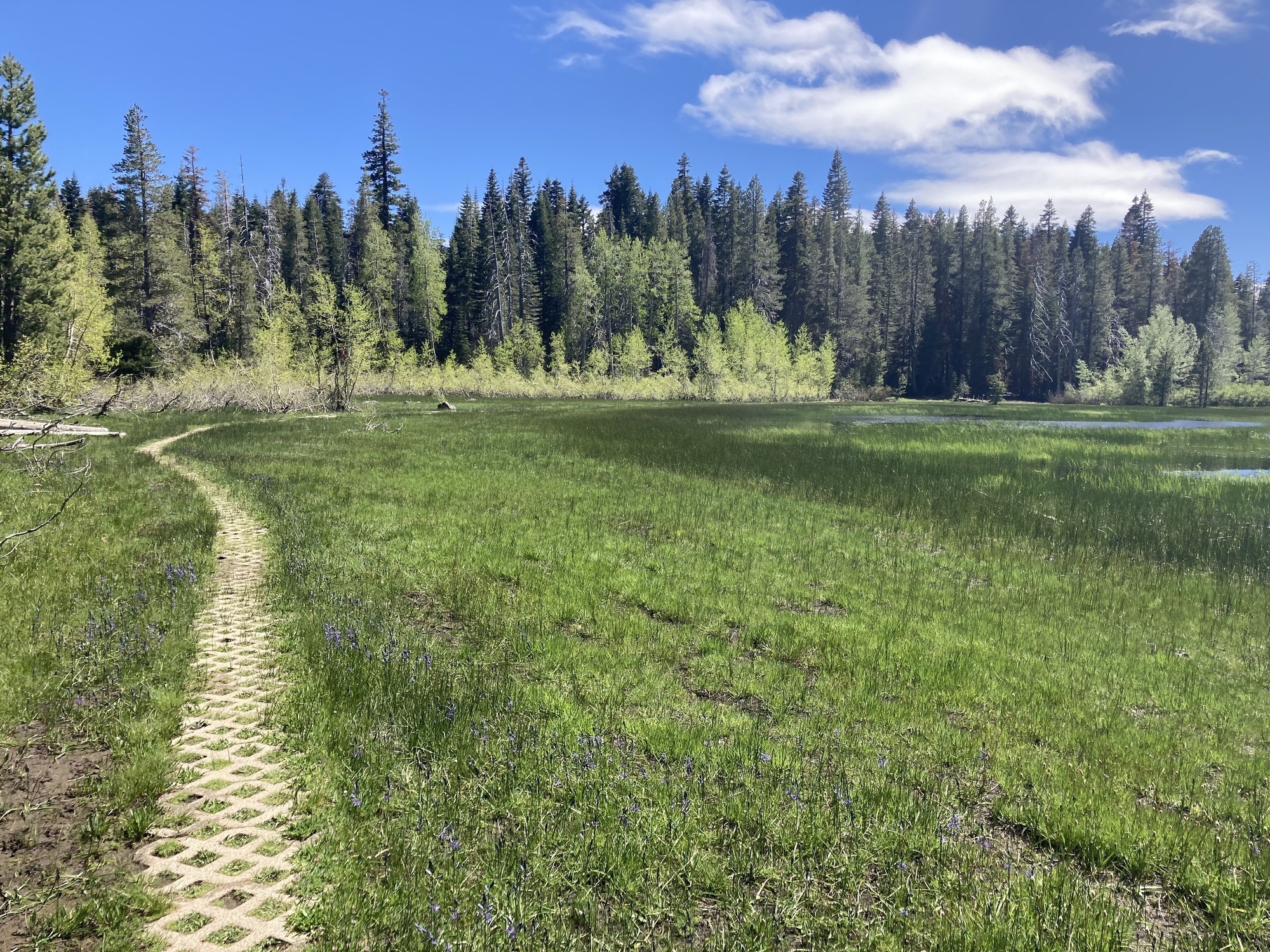 Hardened trail through the wet meadow