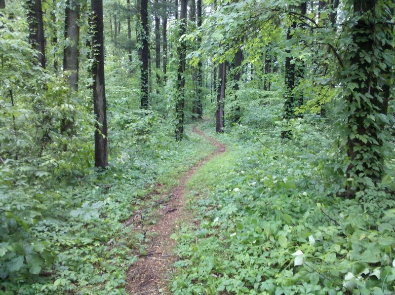 Nice trail section